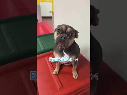 South Park Doggie Playland Funny Dog Names