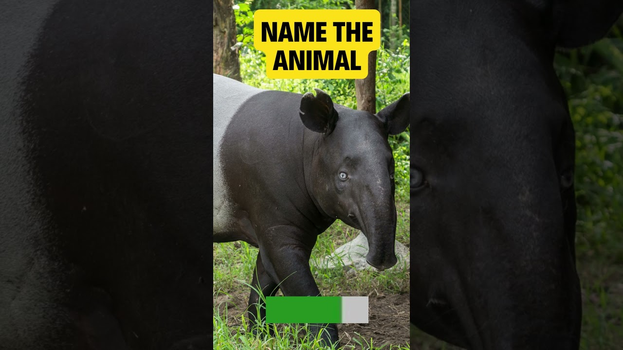 Guess the Animal!?🐾  #picturequiz #animals #animalshorts #quiz #guessinggame