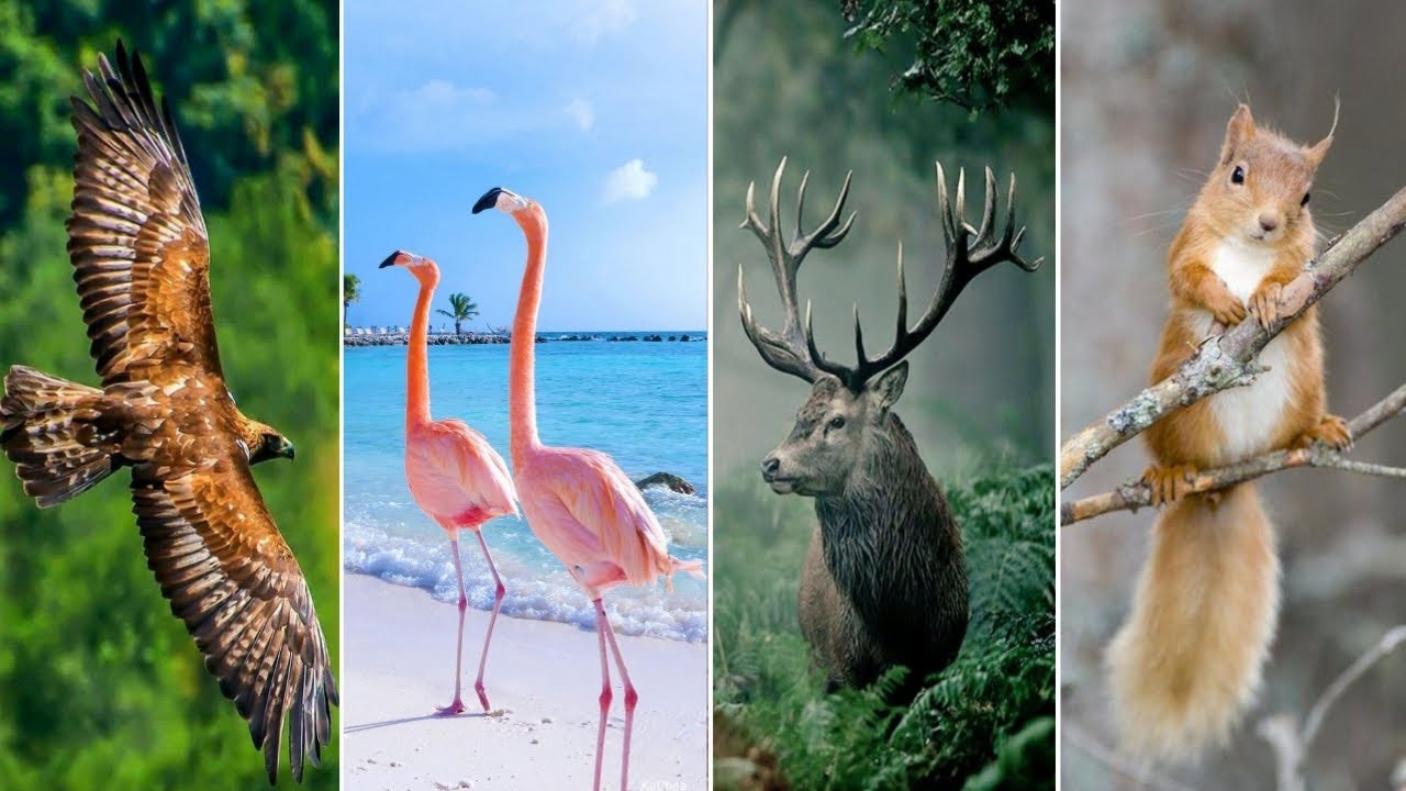 Nature Mobile Wallpapers | Mobile Wallpapers | Best Corner