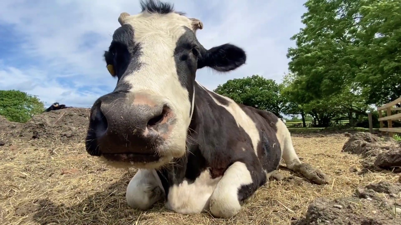 Devon The Cow Chewing The Cud- Hopefield Animal Sanctuary
