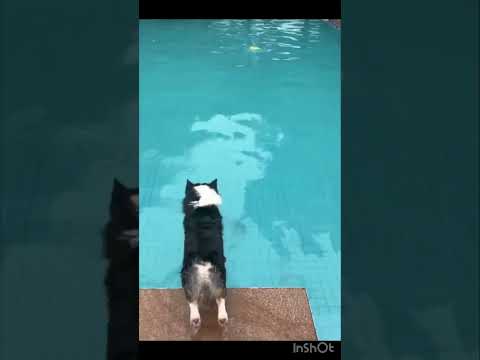Learning to jump into the pool with a corgi😍😇 #corgi #corgilife