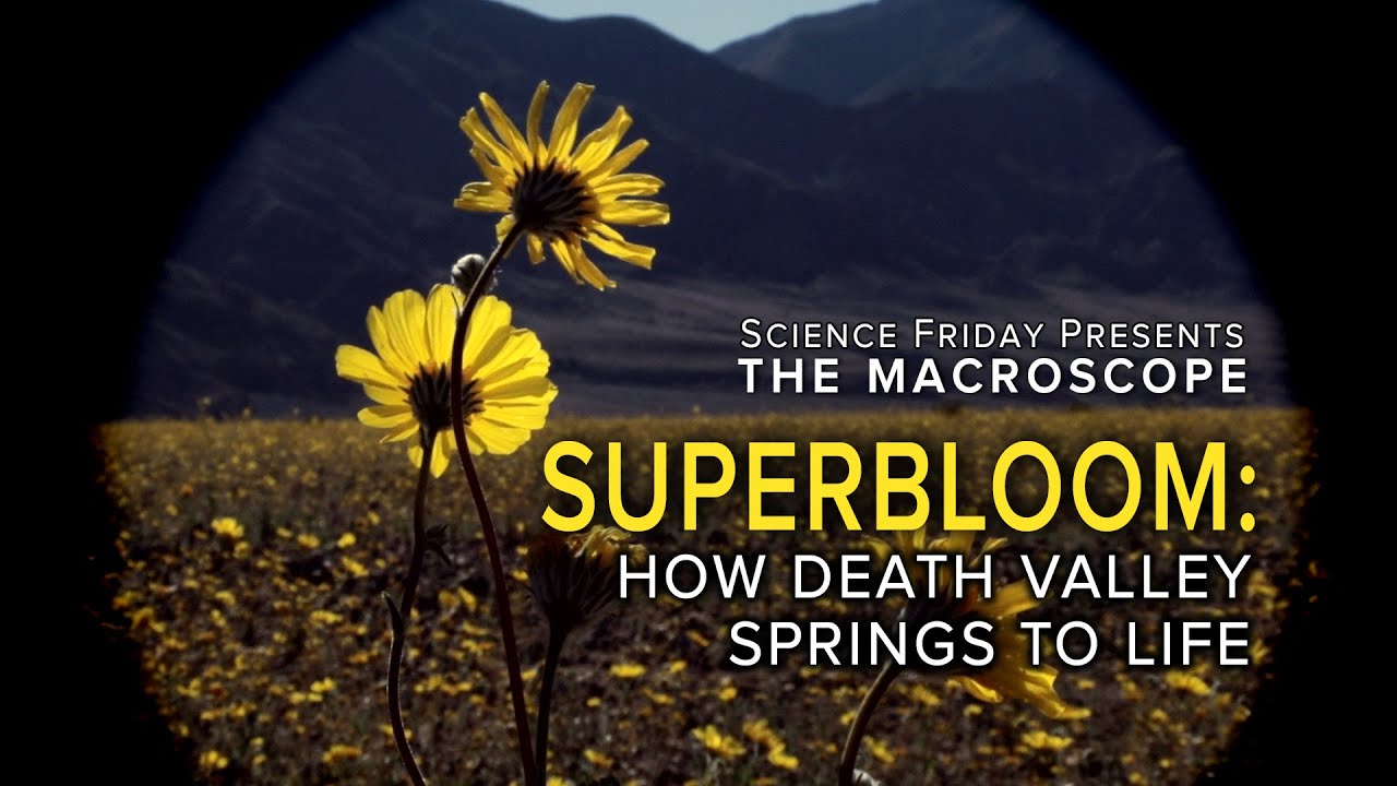 Superbloom: How Death Valley Springs to Life