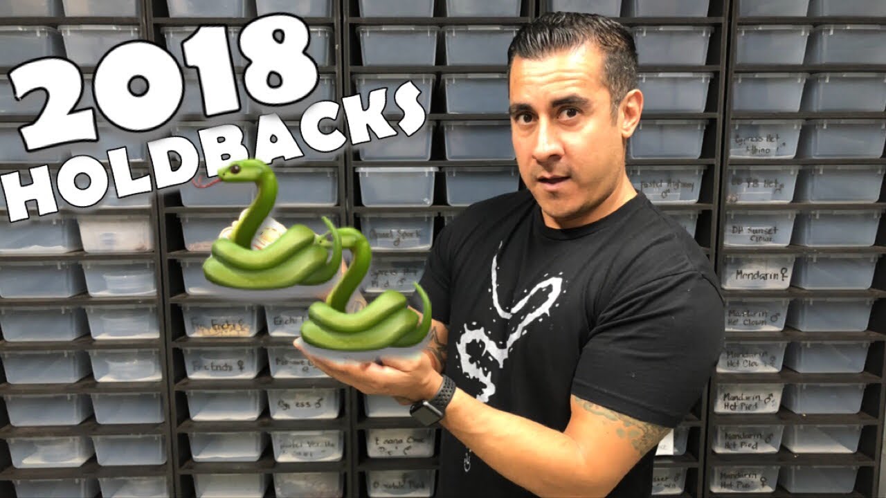 EPIC BALL PYTHONS 2018 HOLD BACKS !