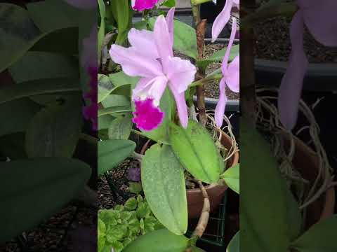 Exploring Auckland Domain Wintergardens with GoPro HERO11