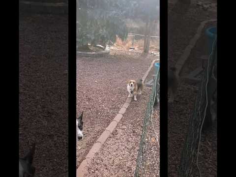 goodness gracious! #corgi #dogs #cattledog #corgilife #shivermetimbers