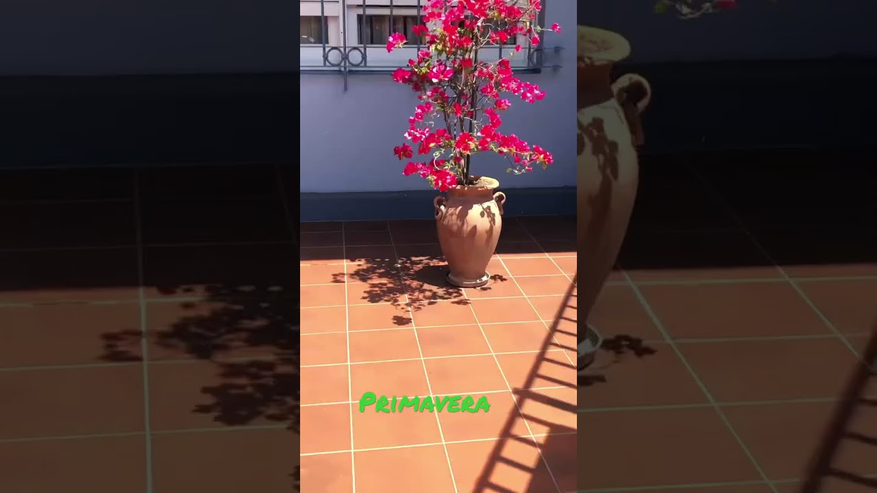 Imágenes de la primavera