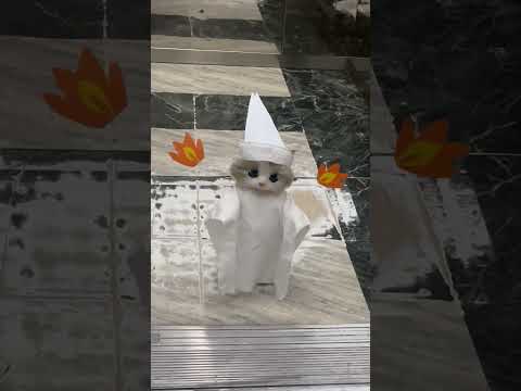 Halloween Costume Ideas! 😍😍 #shorts #cat #kitten