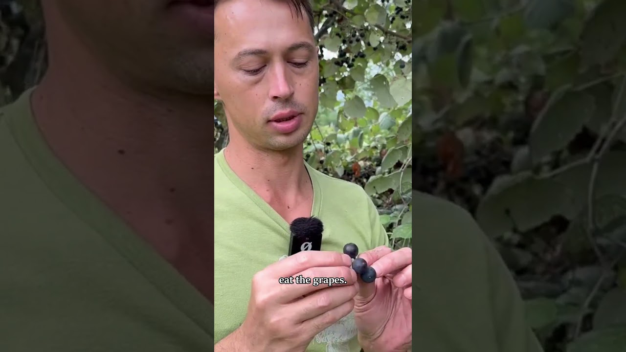 Foraging talk - wild grapes.