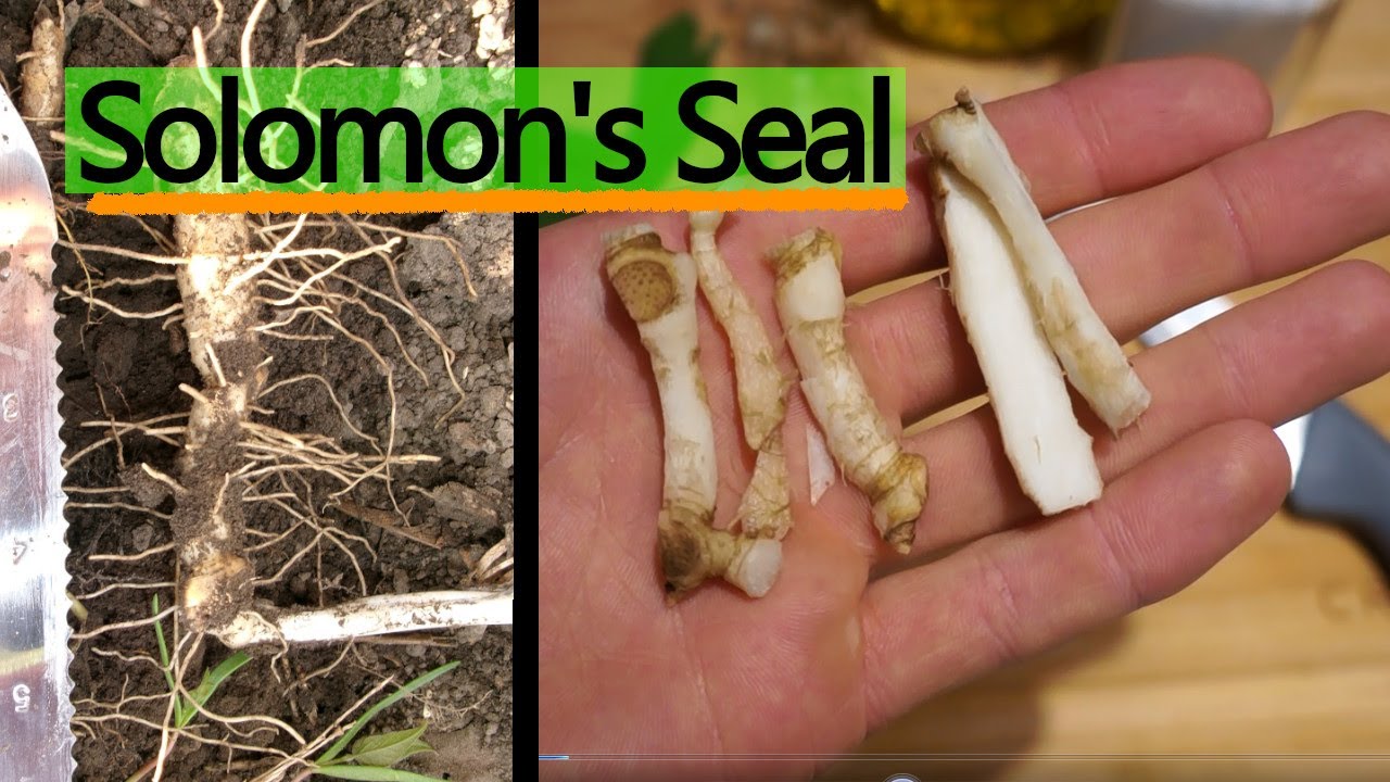 Solomon's Seal ::: How to Forage & Eat
