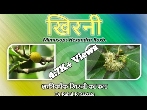 Mimusops Elengi - Wholesale Price & Mandi Rate for Boula