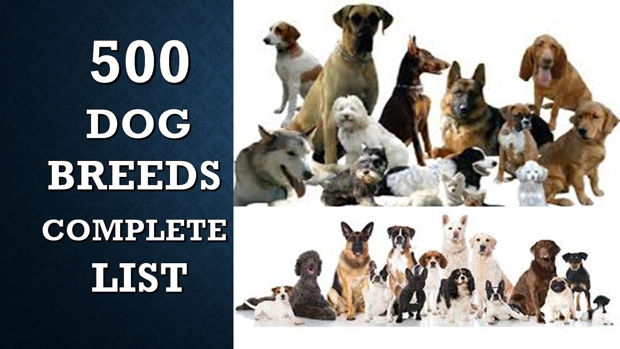 List of All Dog Breeds by Type, Traits And Characteristics - BuzzSharer.com