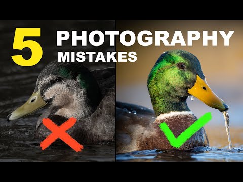 5 TOP MISTAKES IN BIRD PHOTOGRAPHY I WISH I KNEW ABOUT WHEN I STARTED! Tips for better pics