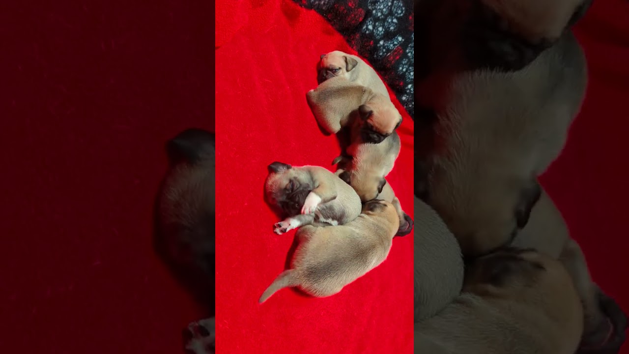 Playful Puggles - spotlight on Lola 🤍
