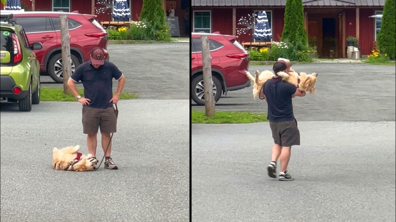 Funny things i've caught my dog doing 🐶😂