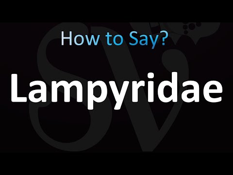 How to Pronounce Lampyridae (correctly!)