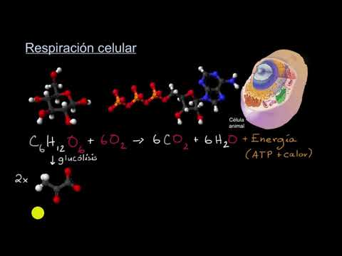 Respiración celular (video) | Khan Academy