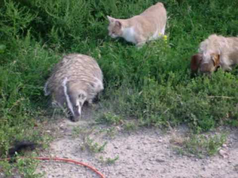 Badger versus Dachshund | Natural History