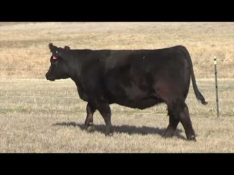 2024 Bred For Sucess Tag 279