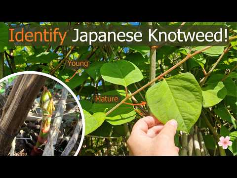How to Identify Japanese Knotweed (Reynoutria japonica) Through the Year
