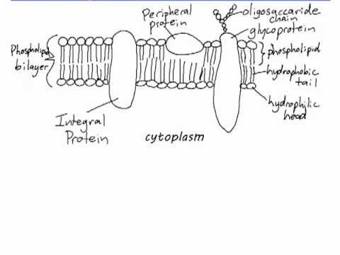 IB Biology 2.4.1: Drawing a plasma membrane