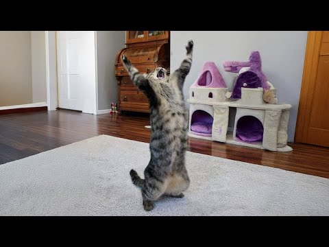 Silliest CATS on Earth ???? Funny Cats Videos 2025