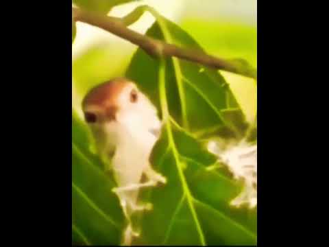 The Tailor Bird, nature is extraordinary #nature #tailorbird
