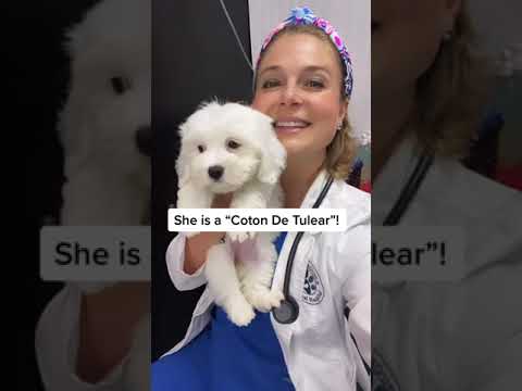 Special dog breed! #cotondetulear