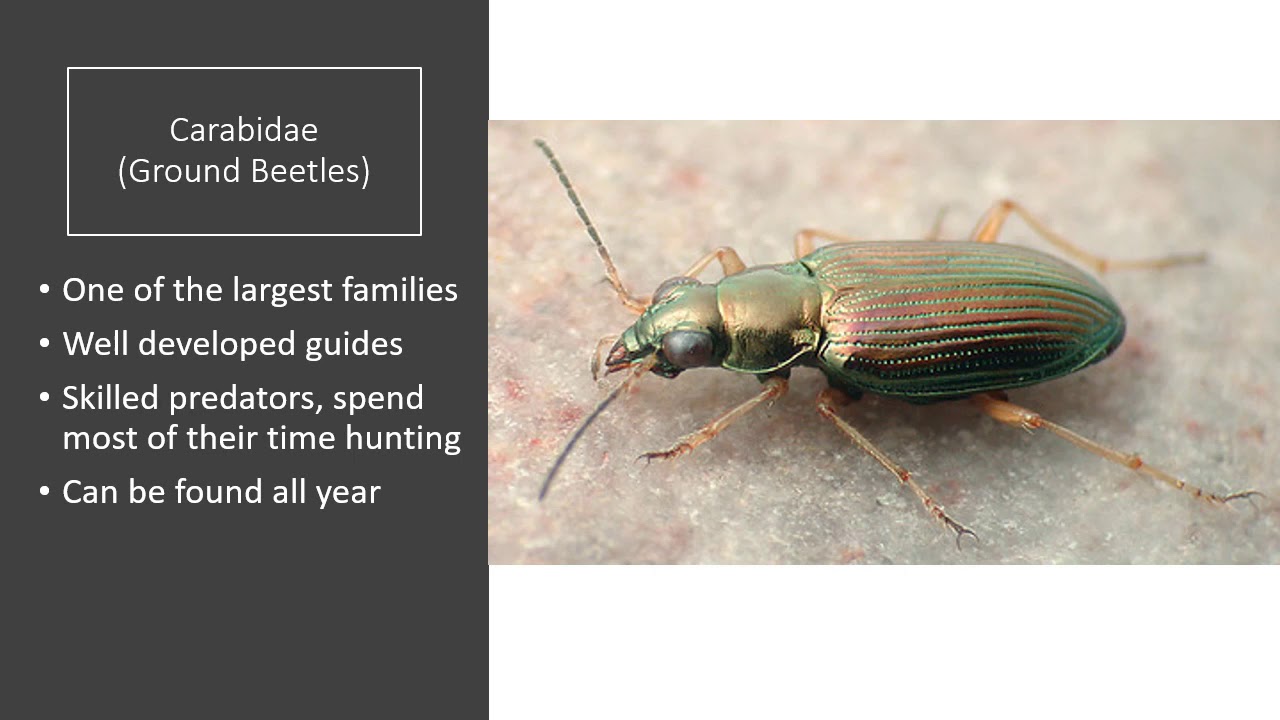 Workshop #2 - Coleoptera (Beetles)