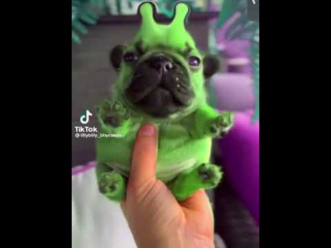 Alien pug meme