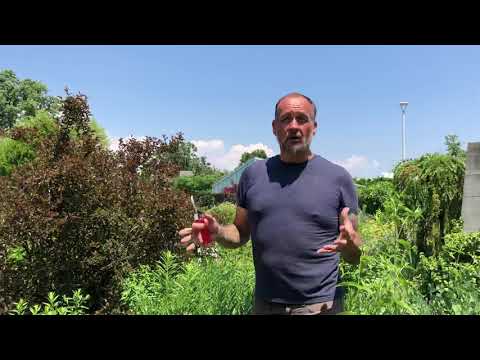 How to prune your peonies after they bloom