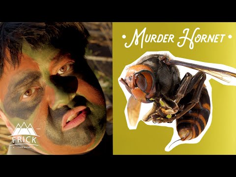 Everything You Should Know About Murder Hornets