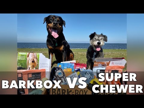 BarkBox VS Super Chewer Box: Which one is right for YOUR dog?