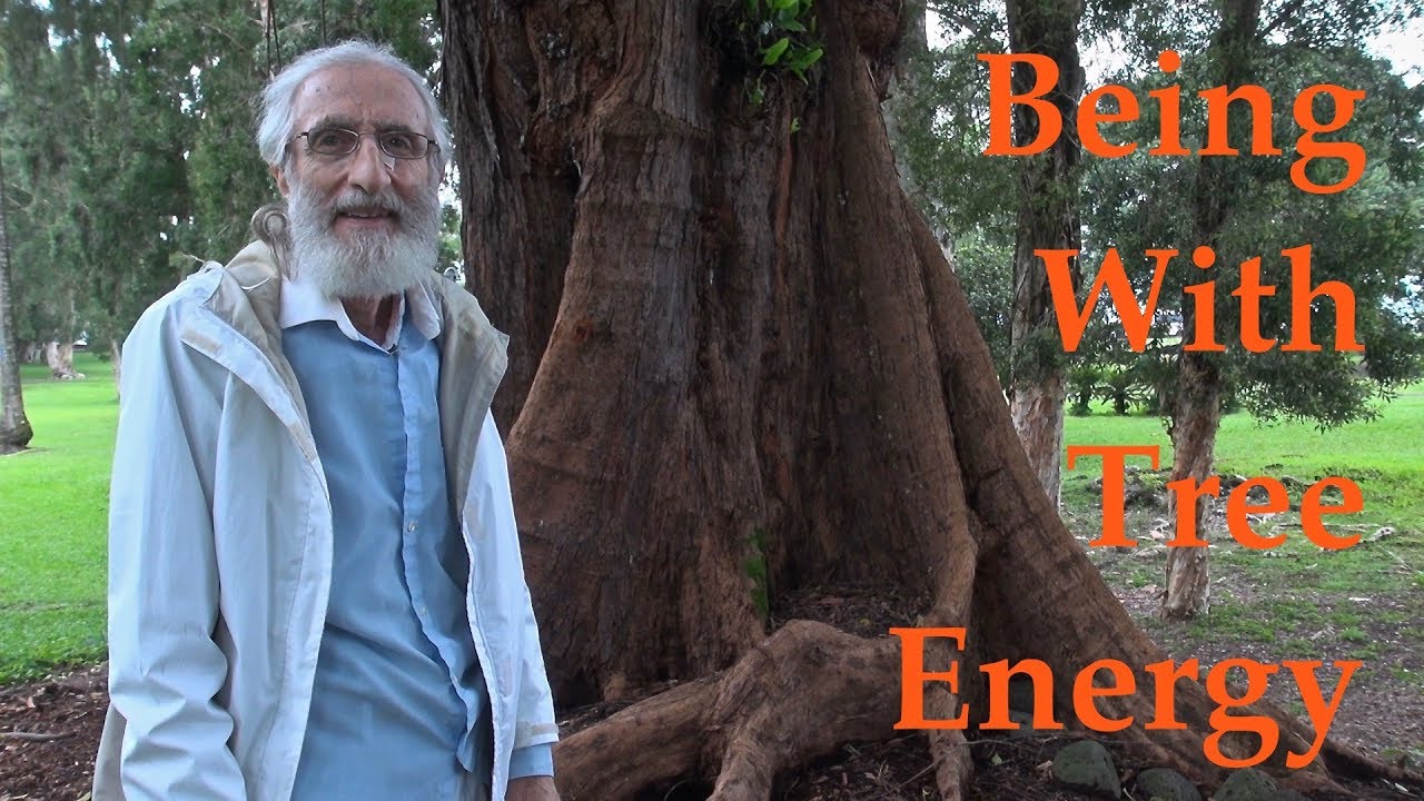 Being With Tree Energy