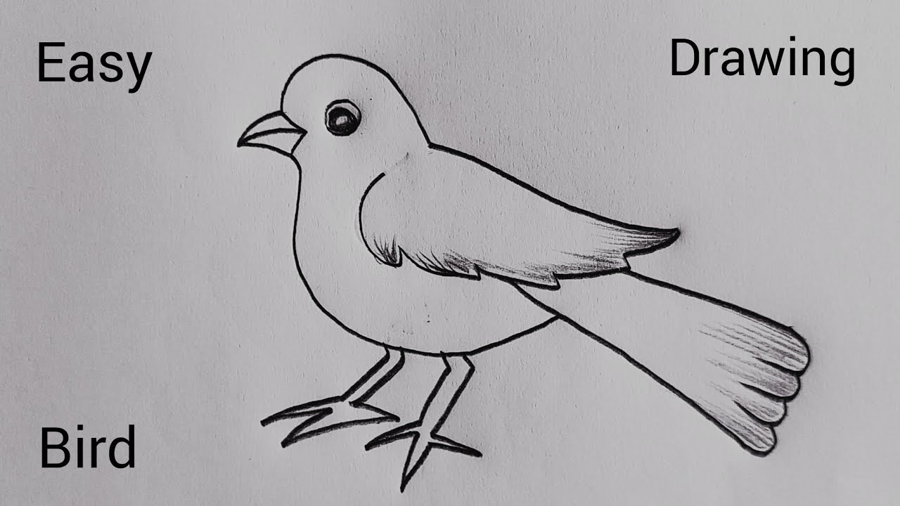 Bird Drawing // Bird drawing easy step by step // How to draw a bird drawing easy