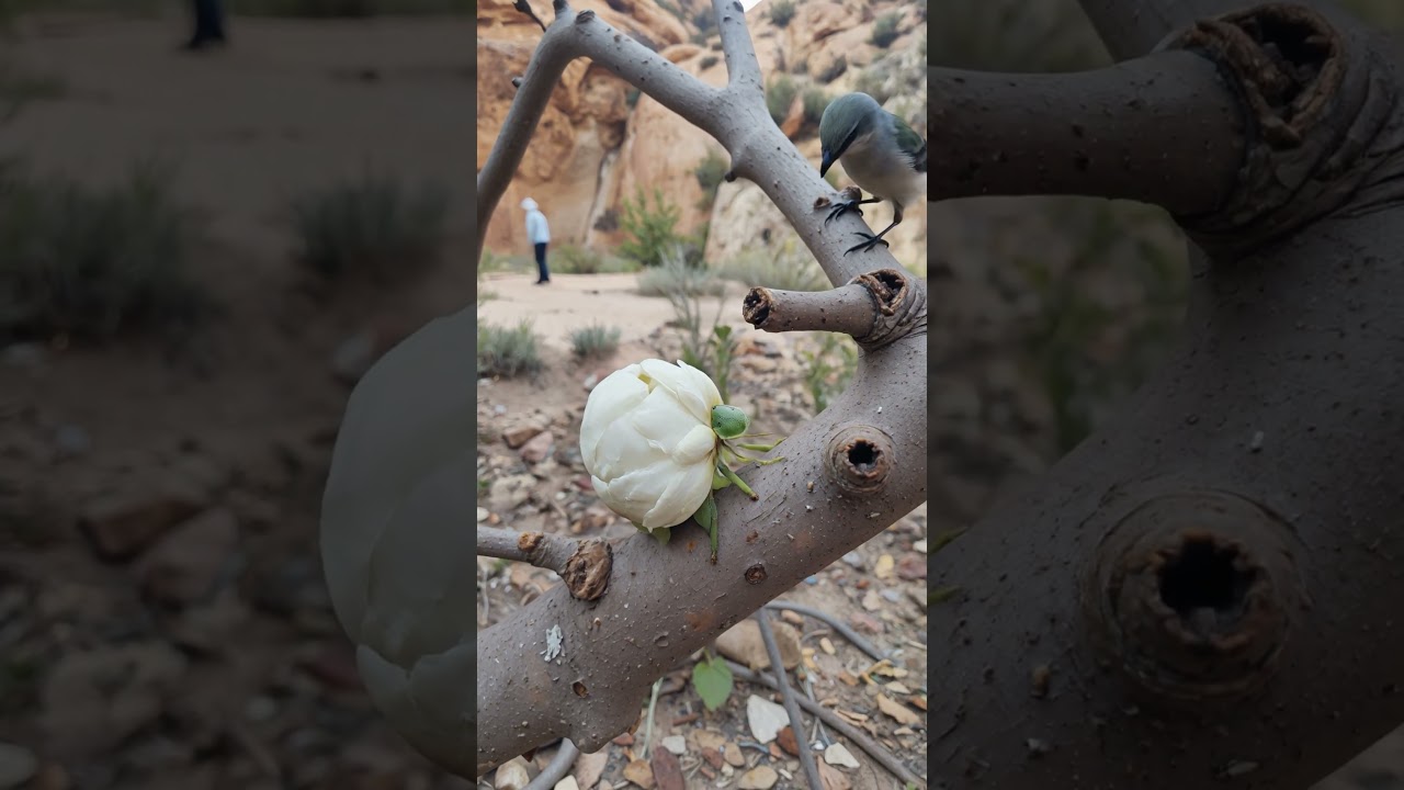Desert Insect Hides as a Blooming Flower — Unbelievable Nature Trick