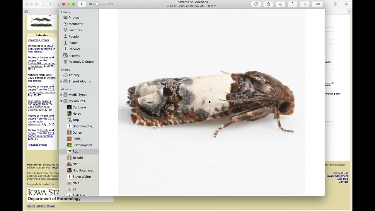 Adding Images on BugGuide