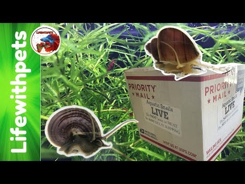 Unboxing Rare Color Mystery Snails.