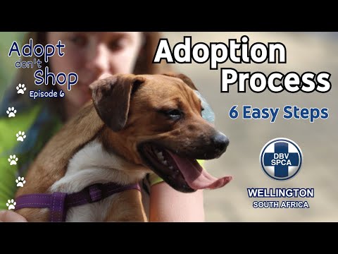 Adoption Process | Adopt don't Shop Ep 6 | Wellington SPCA