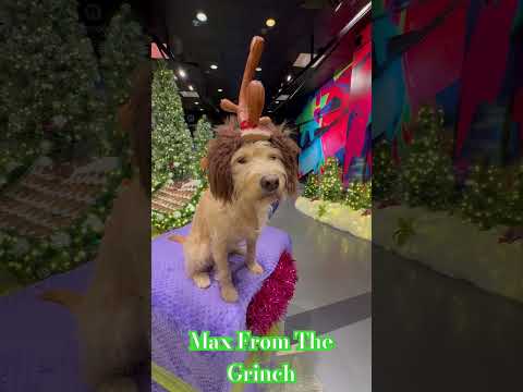 The Grinch’s dog Max #universalorlando #thegrinch #grinch #universalstudios #islandsofadventure