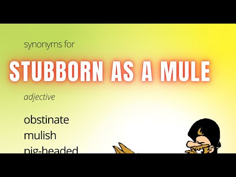 Synonyms in English For Stubborn as a Mule, obstinate, mulish, pig-headed, self-willed, willful, obd