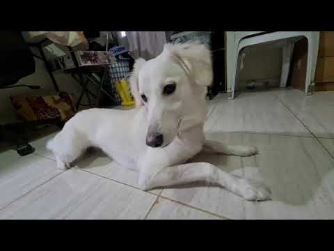 Playtime with my Dog (PASPAT) | Play with my Dog | Animal Lover || Mariah Jusay