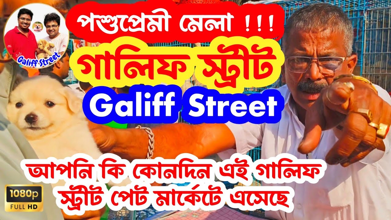 মাত্র 5000 টাকা থেকে কুকুর শুরু 😳🔥| Galiff Street Pet Market | Dog Market in Kolkata