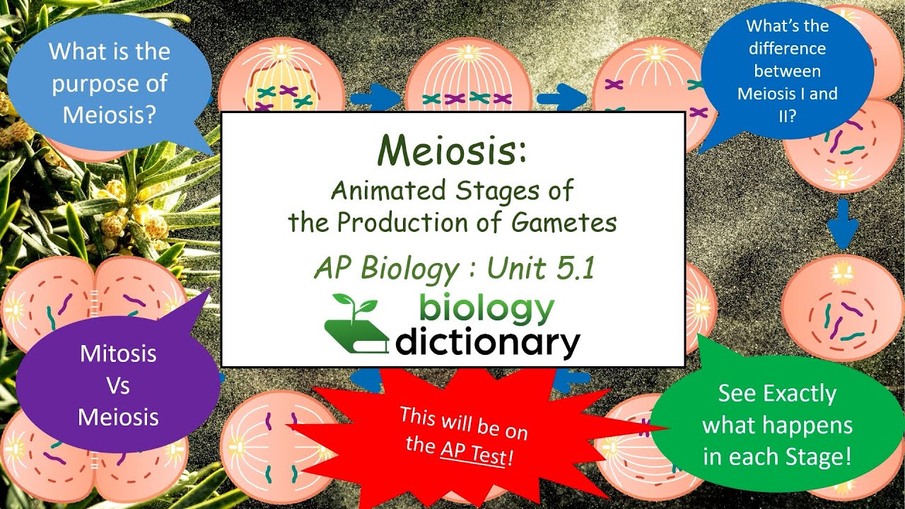 Meiosis: Animated Stages of the Production of Gametes | AP Biology 5.1