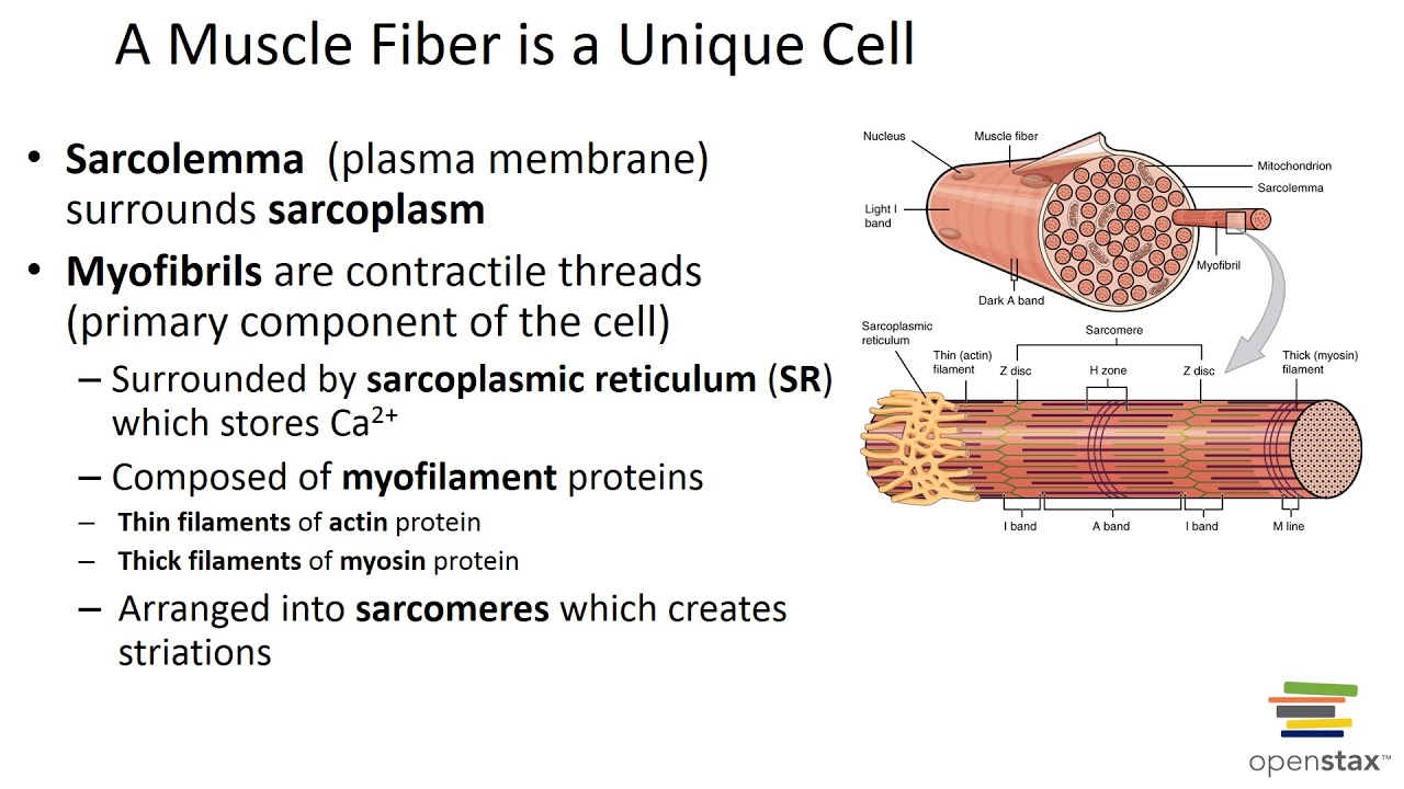 Chapter 10 Recorded Lecture