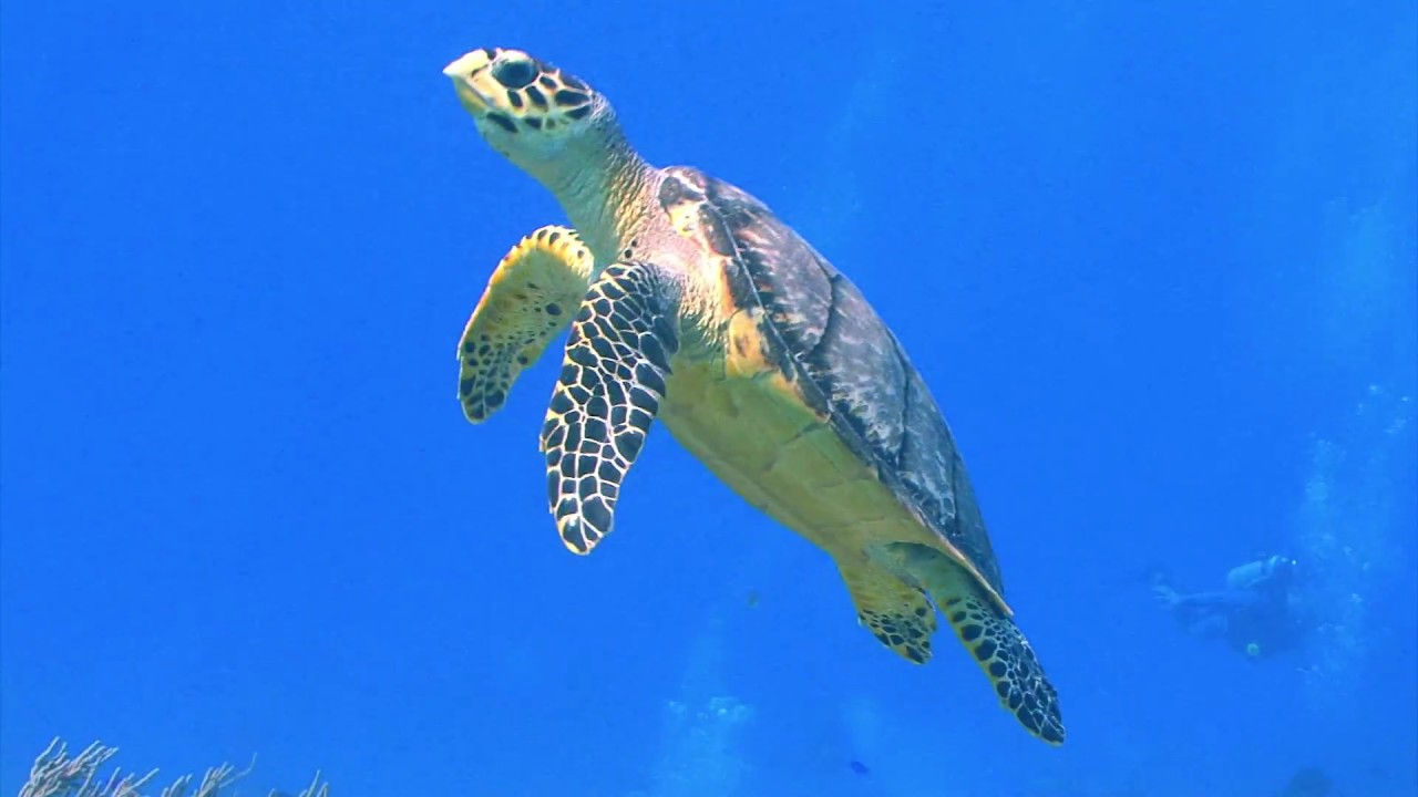 Animales Marinos para niños (con vídeos)