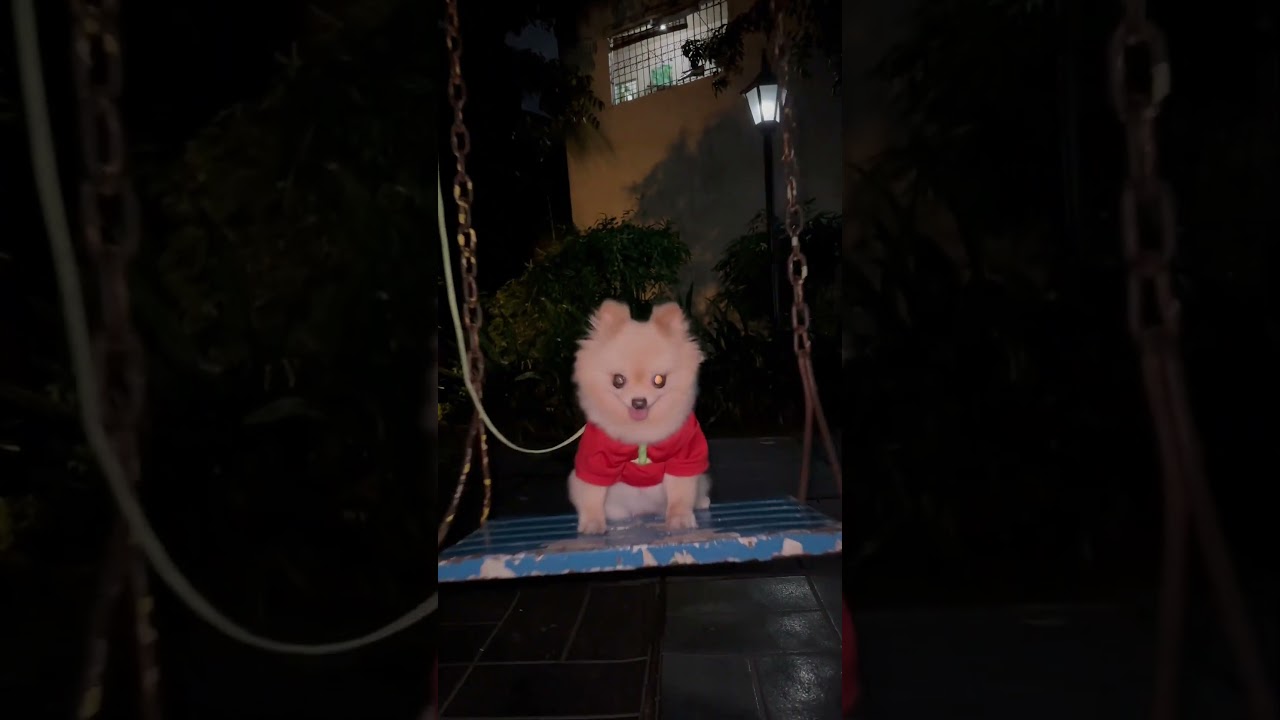 This dog won’t stop swinging #dog #doglover #pets #recommended #petvideos #petlover #happydog #dogs