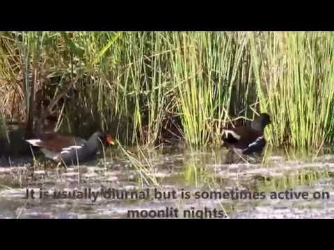 Common Moorhen educational video