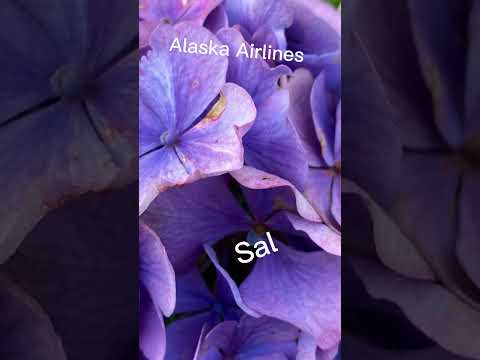 My nicknames #capcut #edit #fy #nickname #alaskaairlines #pie #weirdo #alaska