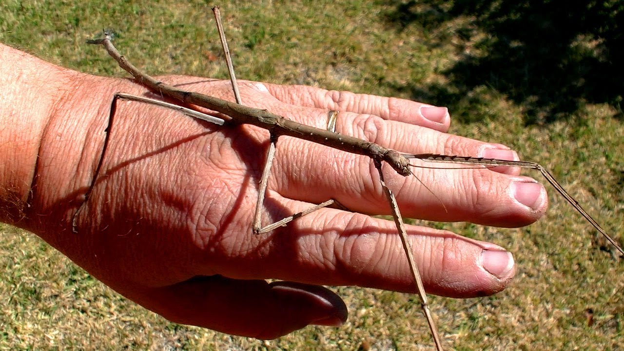 Giant Stick Insect Amazing Beautiful Nature