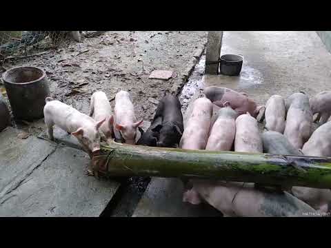 I made over $7000 selling half of my farm pigs. Here is the whole process of selling pigs.